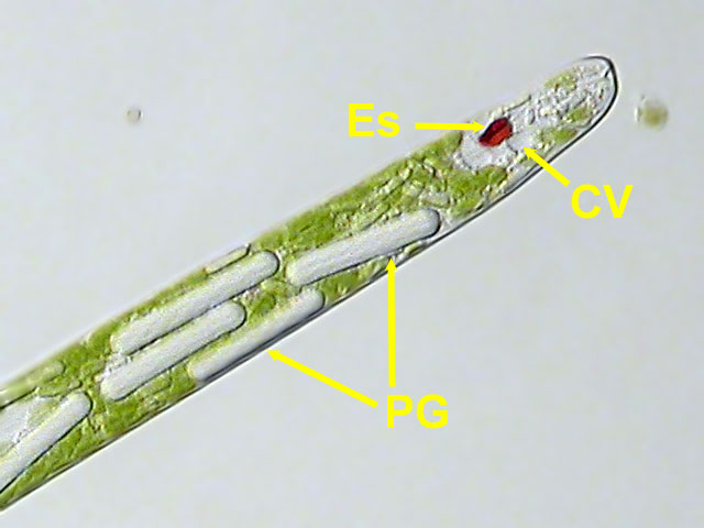 Freshwater and other micro-organisms from Germany: Euglenoida, Euglenozoa, Euglenophyta